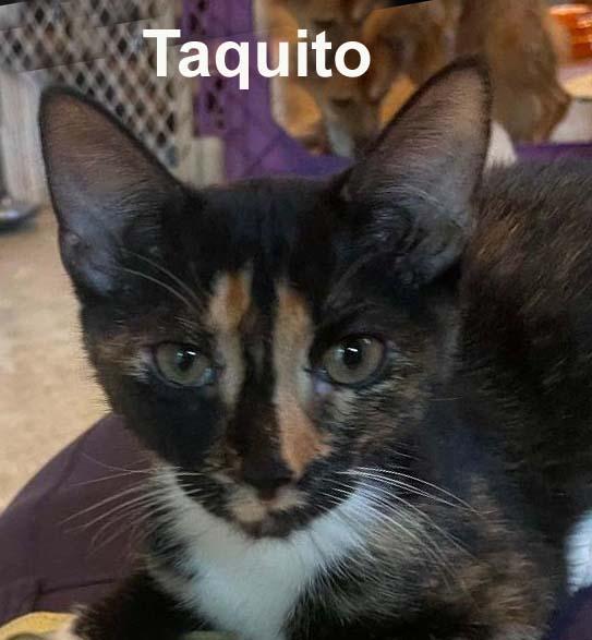 Cat for adoption - Taquito Gil. (sweet sister of Fajita, Tamale, and ...