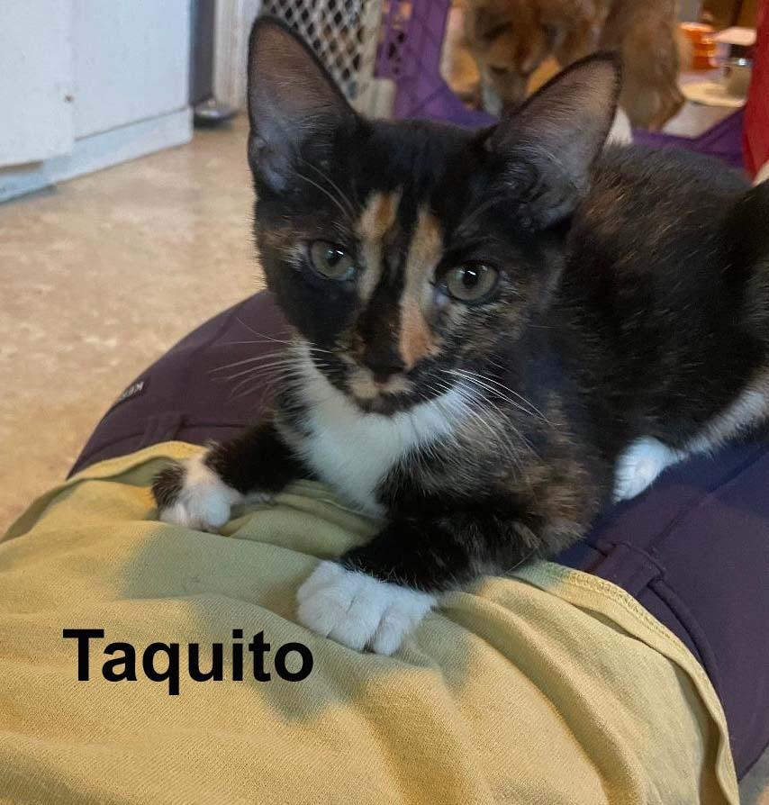 Cat for adoption - Taquito Gil. (sweet sister of Fajita, Tamale, and ...