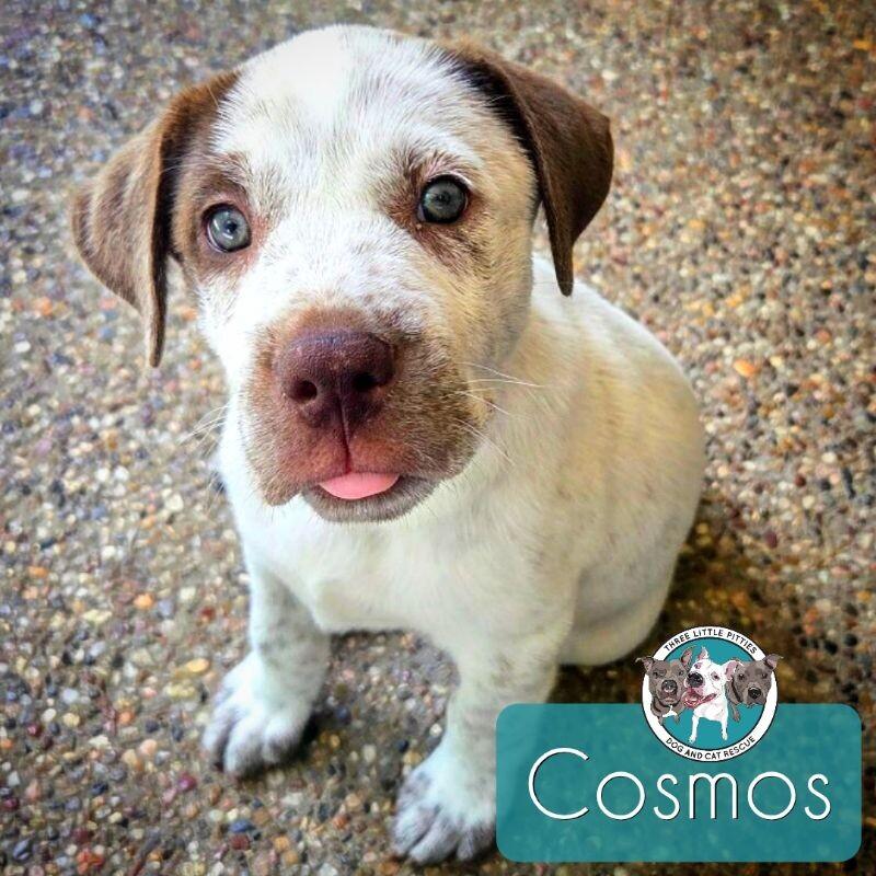 Dog for adoption - Cosmos Flower Power, a Husky & Labrador Retriever ...
