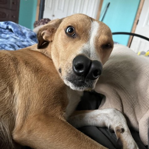 Dog for adoption - Tippy, a Black Mouth Cur Mix in Jacksonville, FL ...