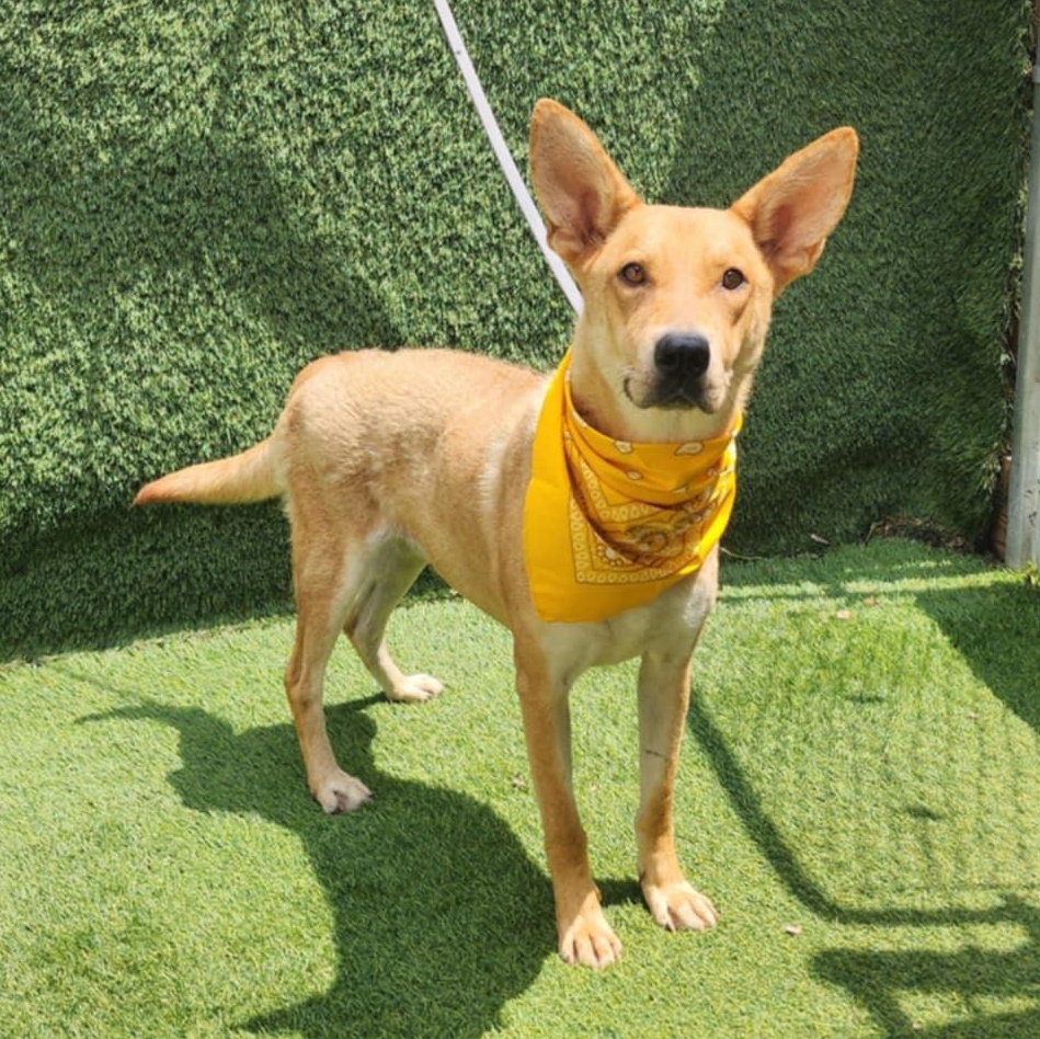 Dog for adoption - Cinnamon, a Shepherd Mix in Sheridan, CO | Petfinder