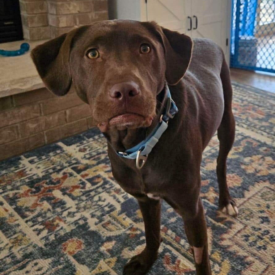 Dog for adoption - Daisy, a Chocolate Labrador Retriever Mix in Lemont ...