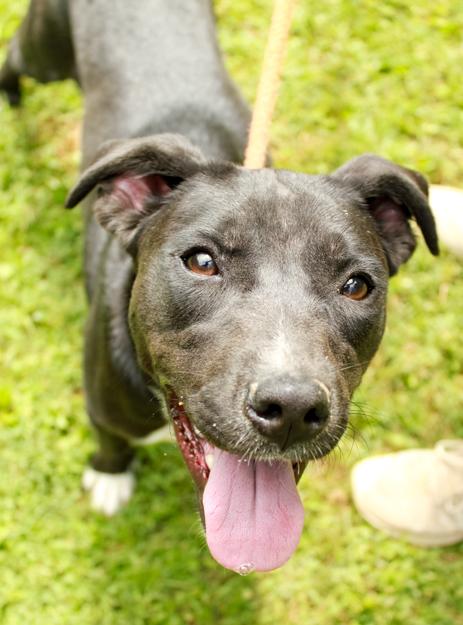 Dog for adoption - Knotty, a Mixed Breed in Ona, WV | Petfinder