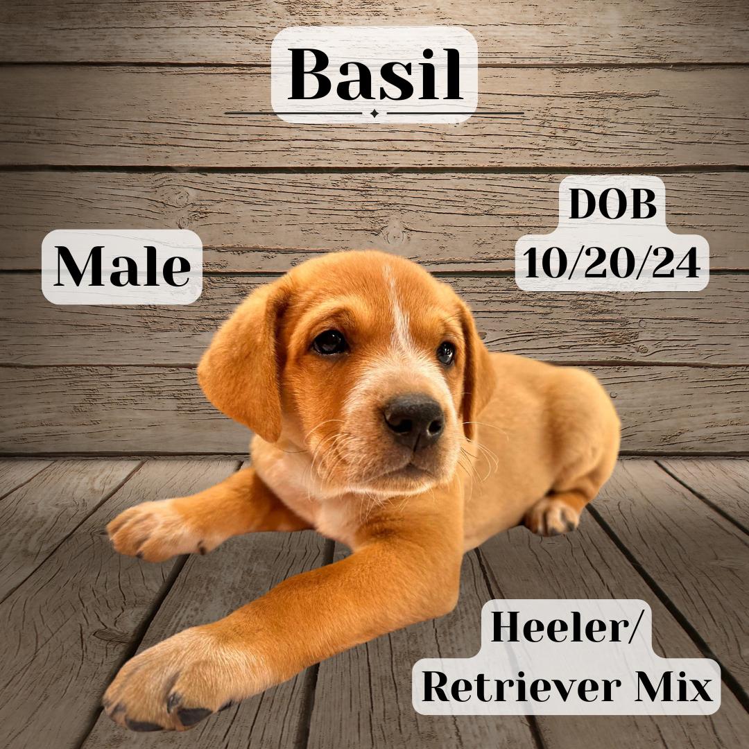 Dog for adoption - Basil, a Retriever & Australian Cattle Dog / Blue ...