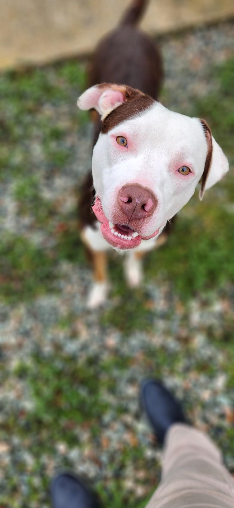 Dog for adoption - Old Gregg, a Pit Bull Terrier in Powhatan, VA ...
