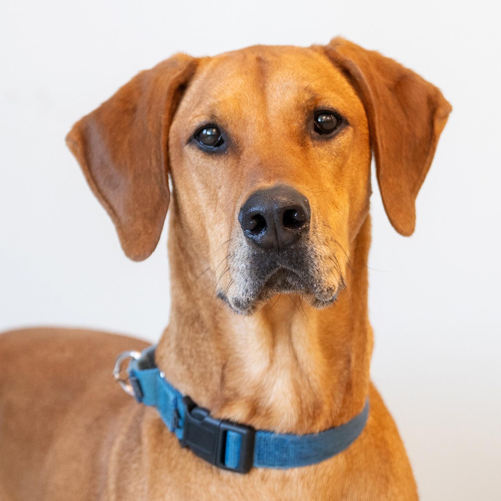 Dog for adoption - Nora** - in foster, accepting applications, a Rhodesian Ridgeback in ...