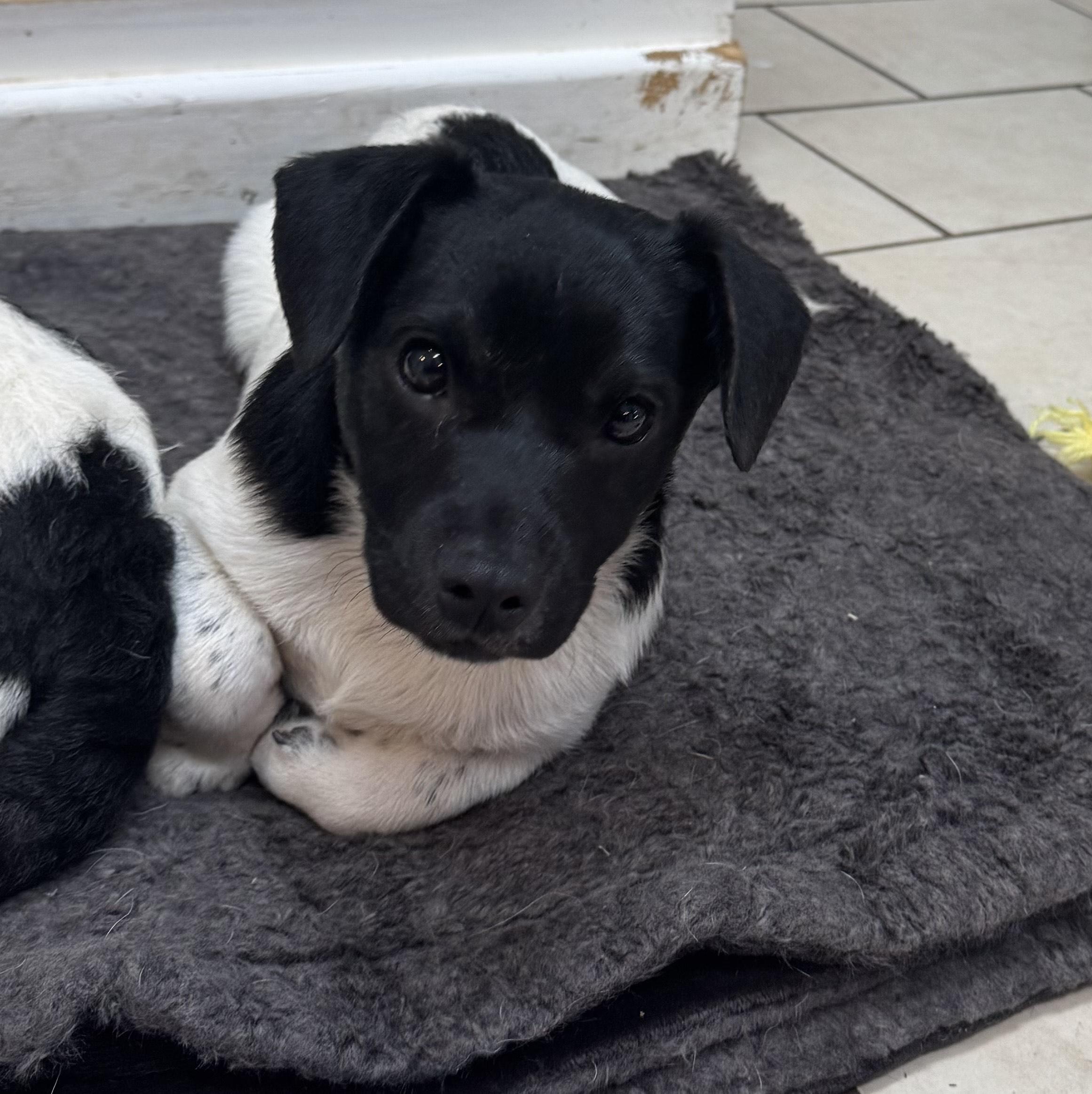 Dog for adoption - Jackson, a Jack Russell Terrier Mix in ...