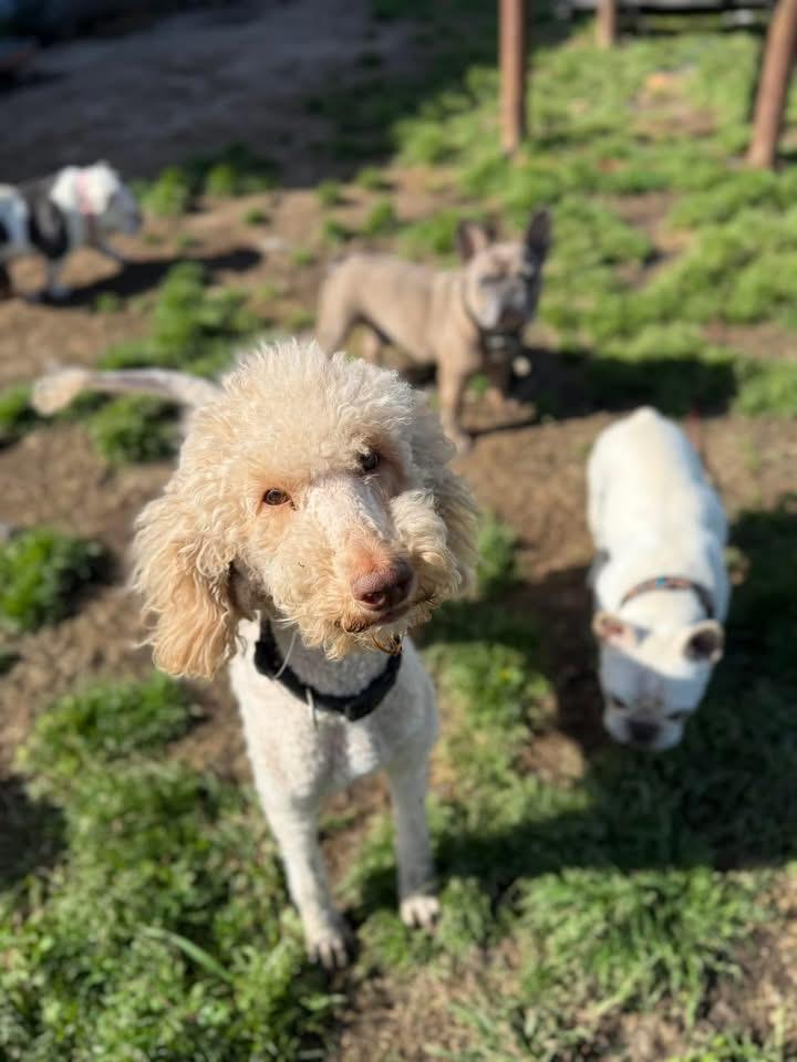 Yulee, FL Animal Shelters & Rescues