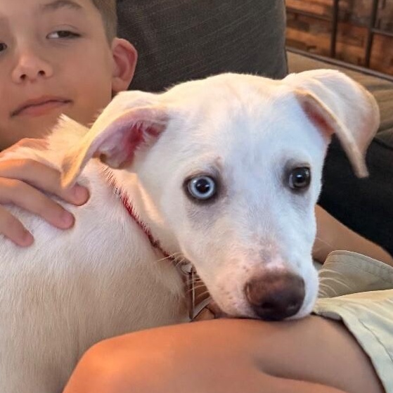 Dog for adoption - Mick Jagger Eighties, a Labrador Retriever & Husky ...