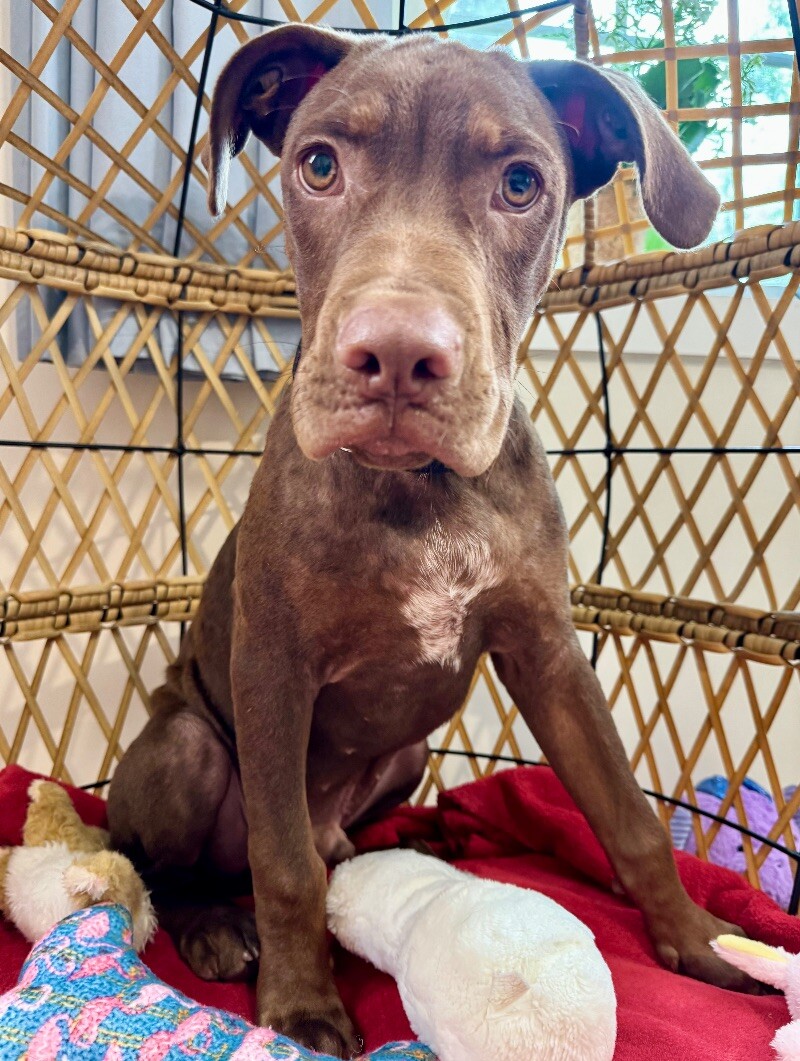 Dog for adoption - Apollo Nelson, a Chocolate Labrador Retriever ...
