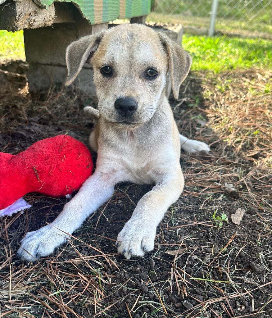 Dog for adoption - Travis Barker, a Mixed Breed in Vancouver, WA ...