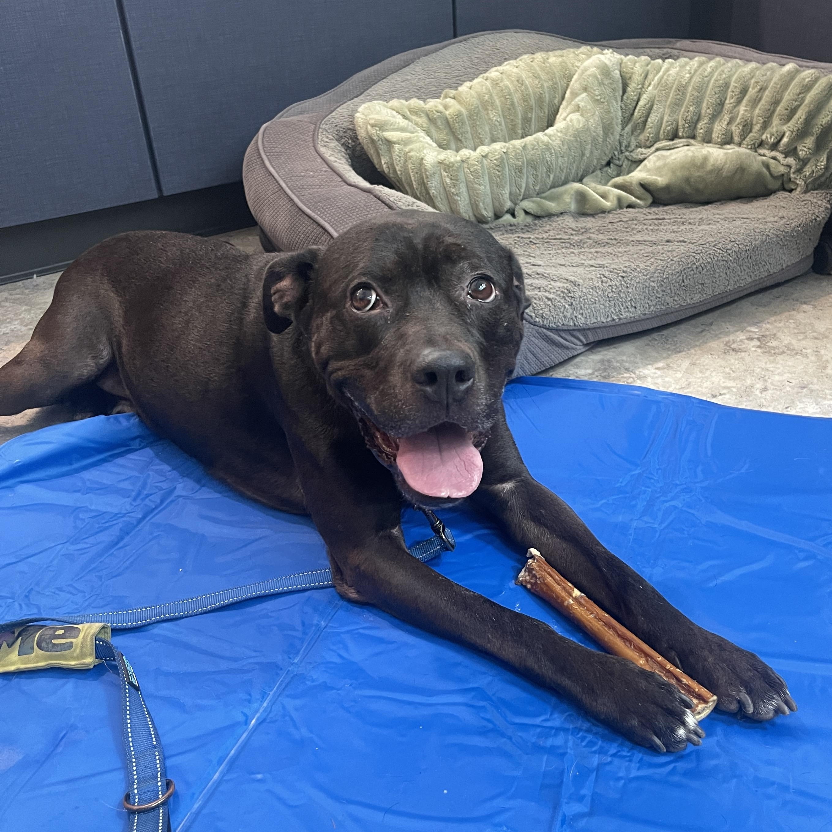 Dog for adoption - Byron 7/19, a Black Labrador Retriever & Boxer Mix ...