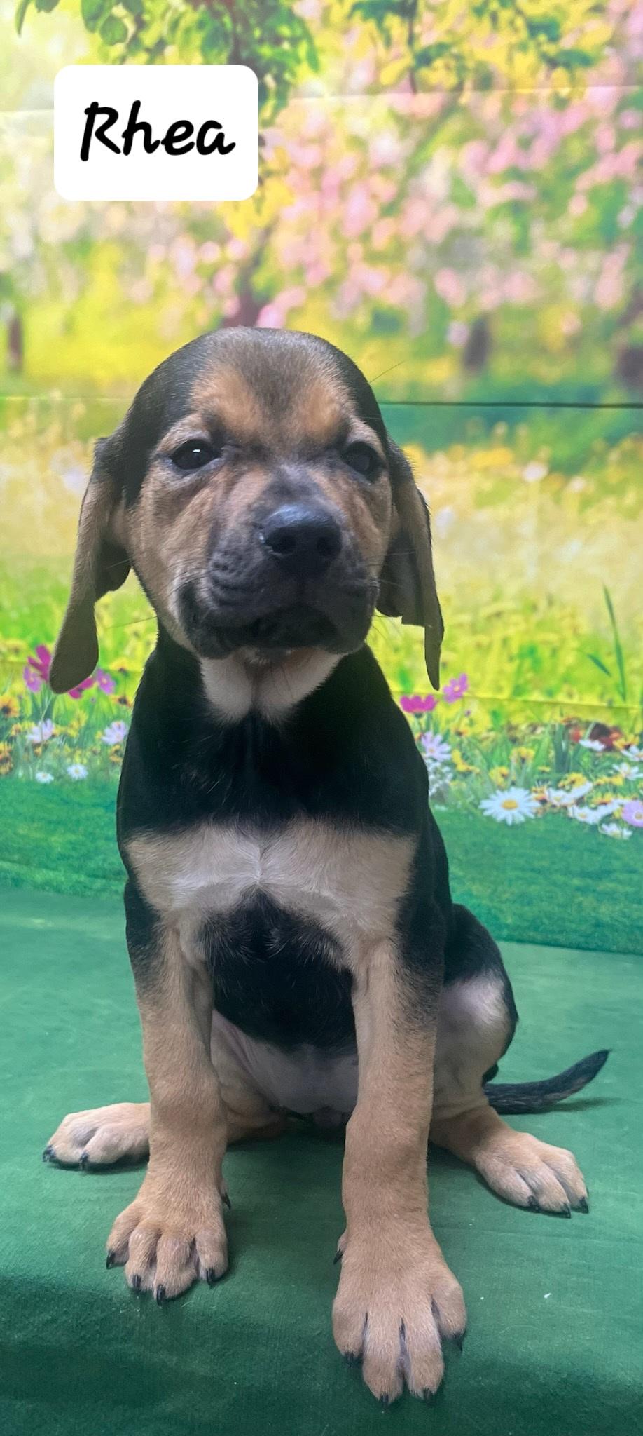 Dog for adoption - Rhea, a Beagle & Hound Mix in Urbana, OH | Petfinder