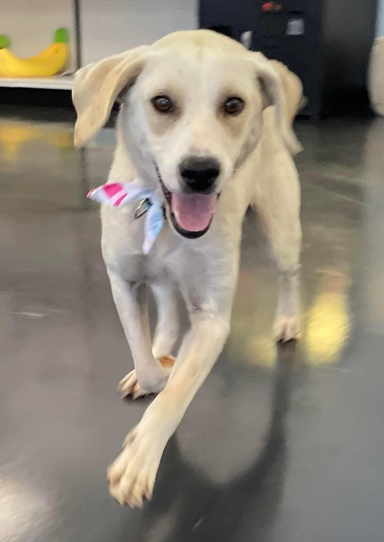 Dog for adoption - Luna, a Great Pyrenees & Labrador Retriever Mix in ...