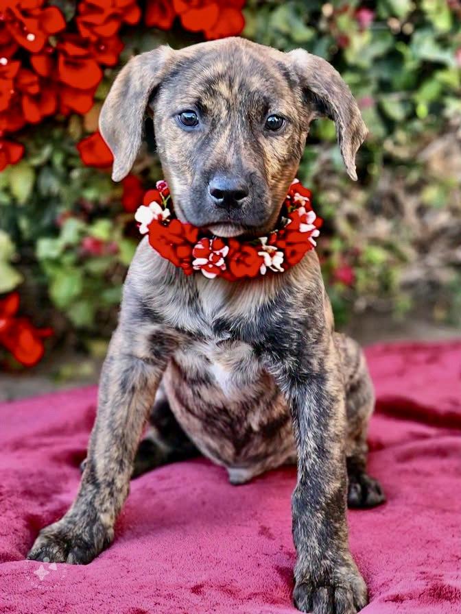 Dog for adoption - Pablo, a Labrador Retriever & Pit Bull Terrier Mix ...