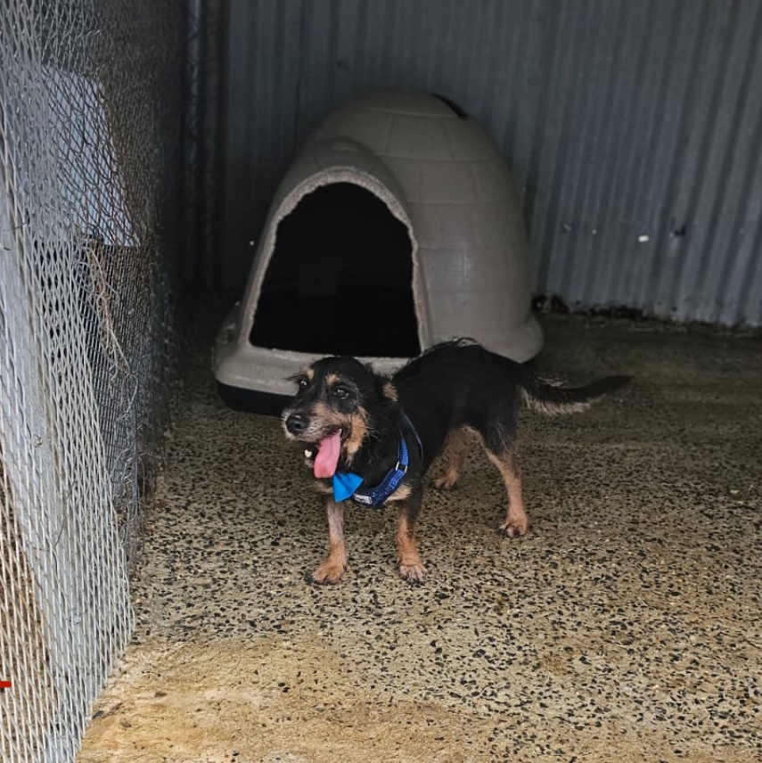 Dog for adoption - KOBY BLANCH, a Jack Russell Terrier in New York, NY ...