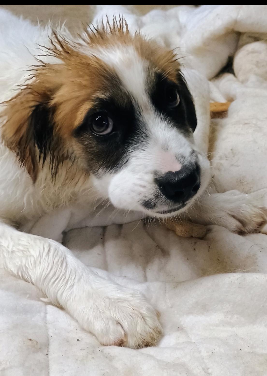 Dog for adoption - Graham, a Saint Bernard Mix in Magnolia, TX | Petfinder