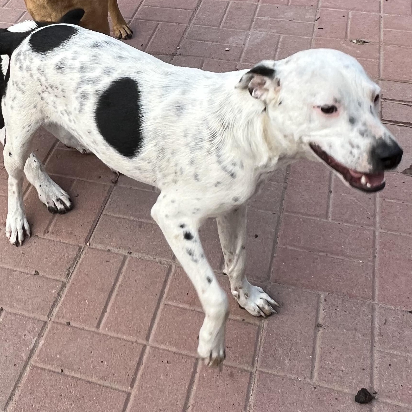 Dog for adoption - Domino, a Labrador Retriever in rocky hill, CT ...