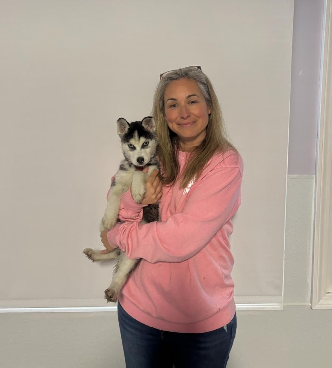 Dog for adoption - Louise, a Siberian Husky in Uxbridge, MA | Petfinder