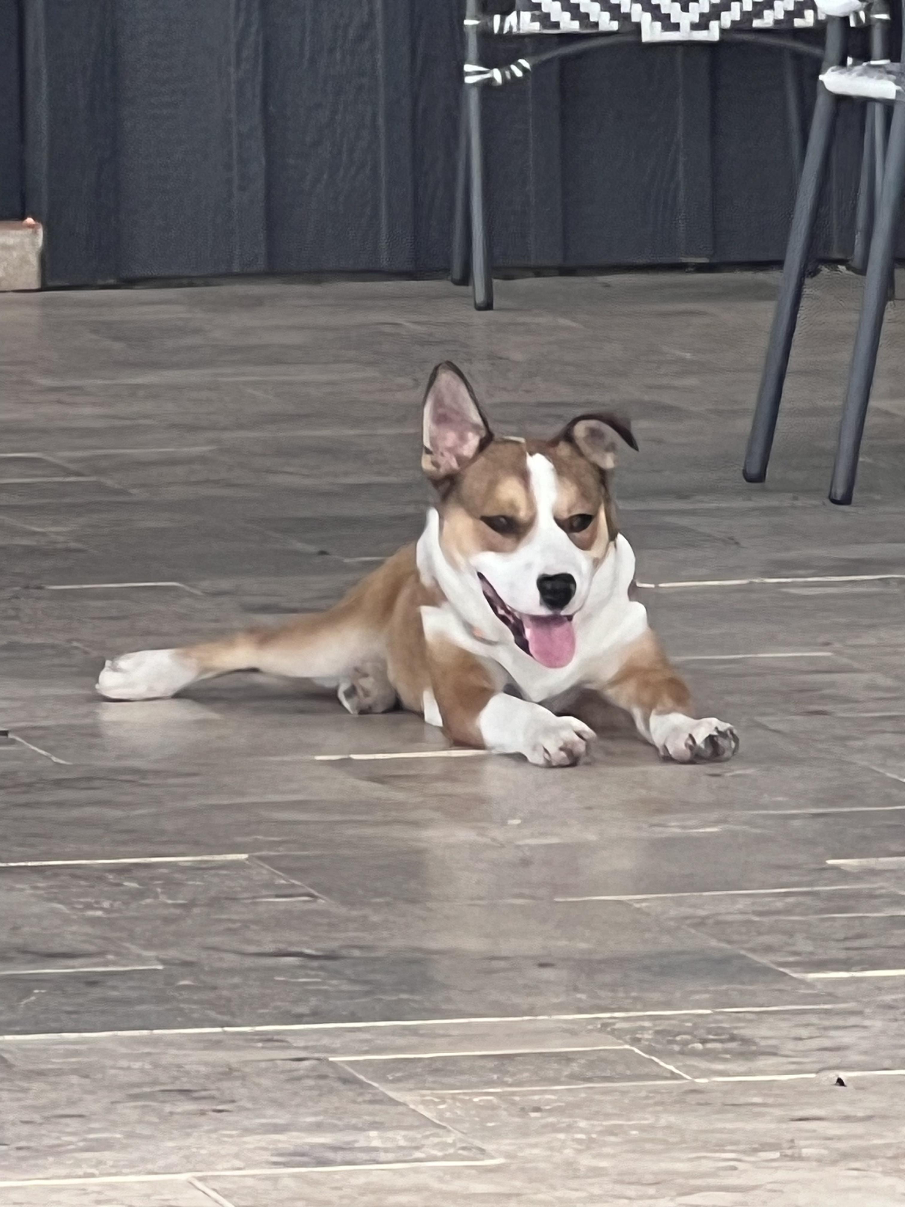 San Angelo, TX Animal Shelters & Rescues