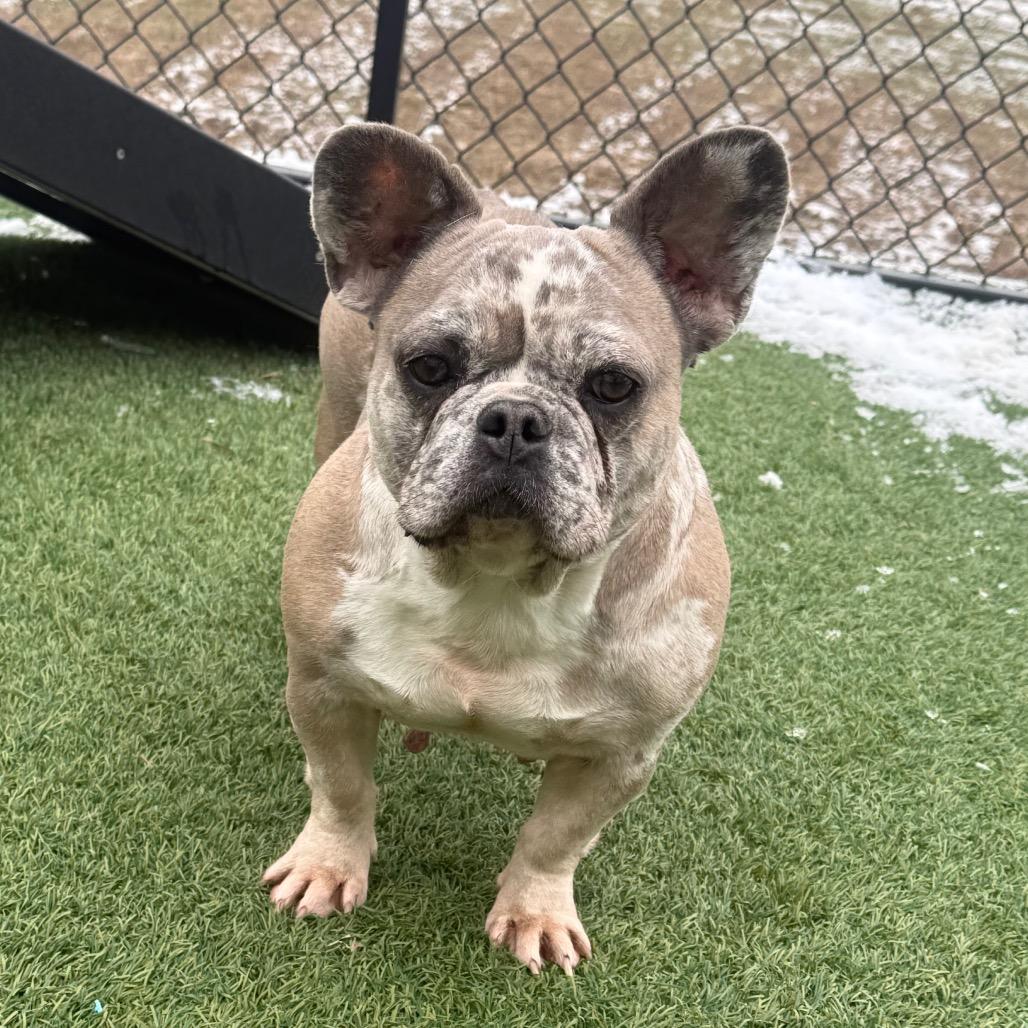 Gemma - Adoptable Pet | Petfinder | Petfinder