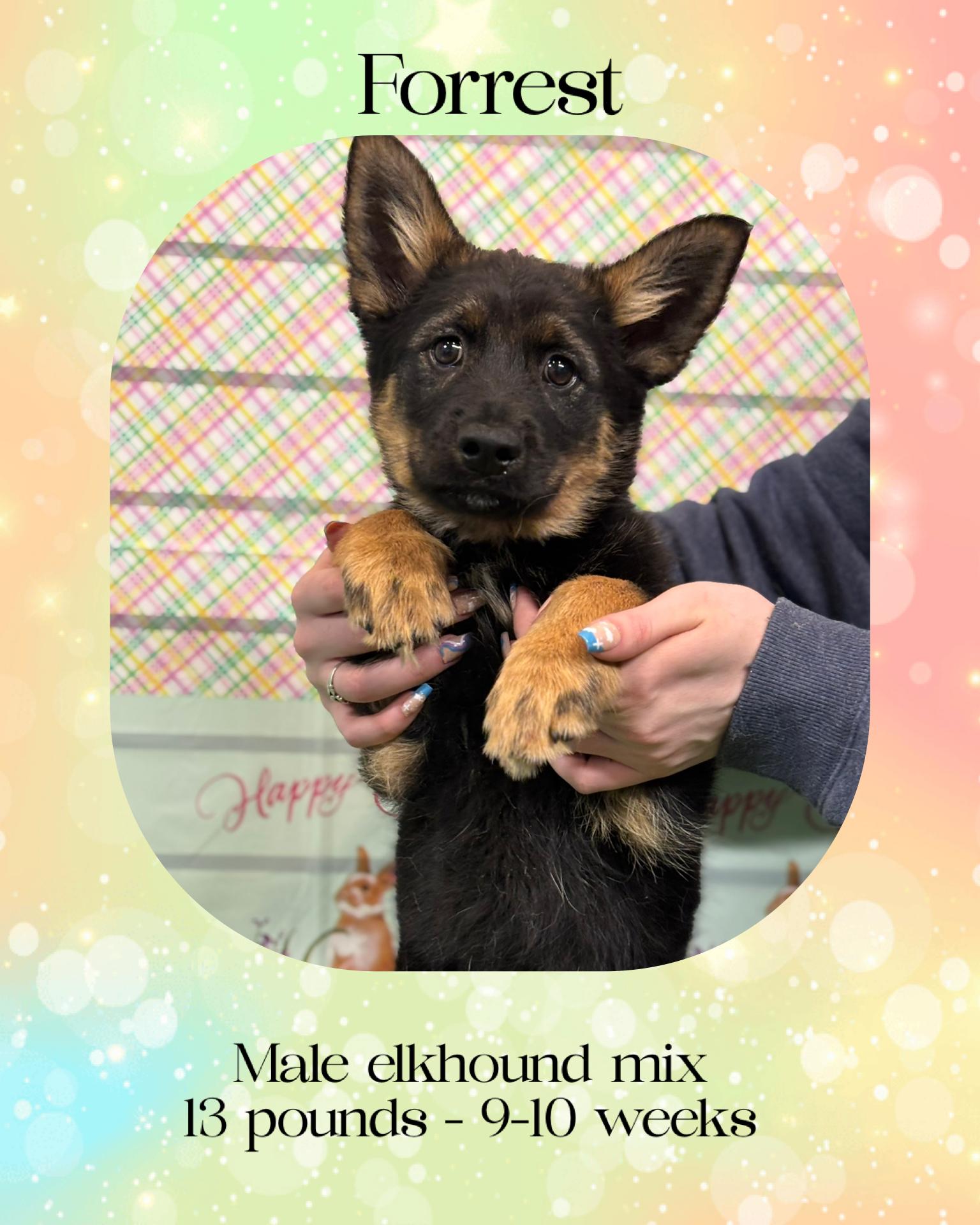 Dog for adoption - Forrest, a German Shepherd Dog Mix in Manchester, CT | Petfinder