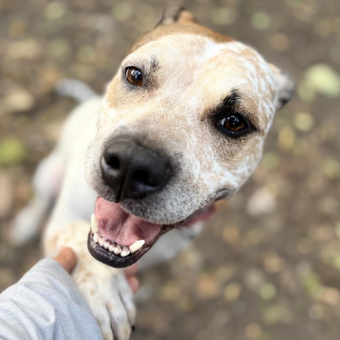 Dog for adoption - Freckles, a Cattle Dog & American Staffordshire ...