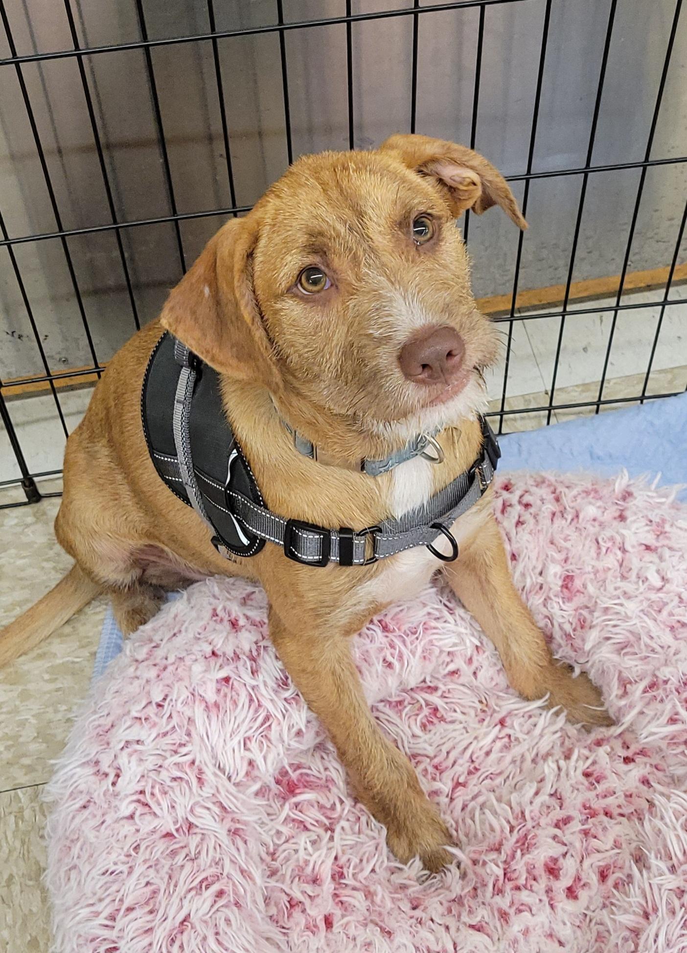 Dog for adoption - JACK KELLY, a Labrador Retriever & Jack Russell ...