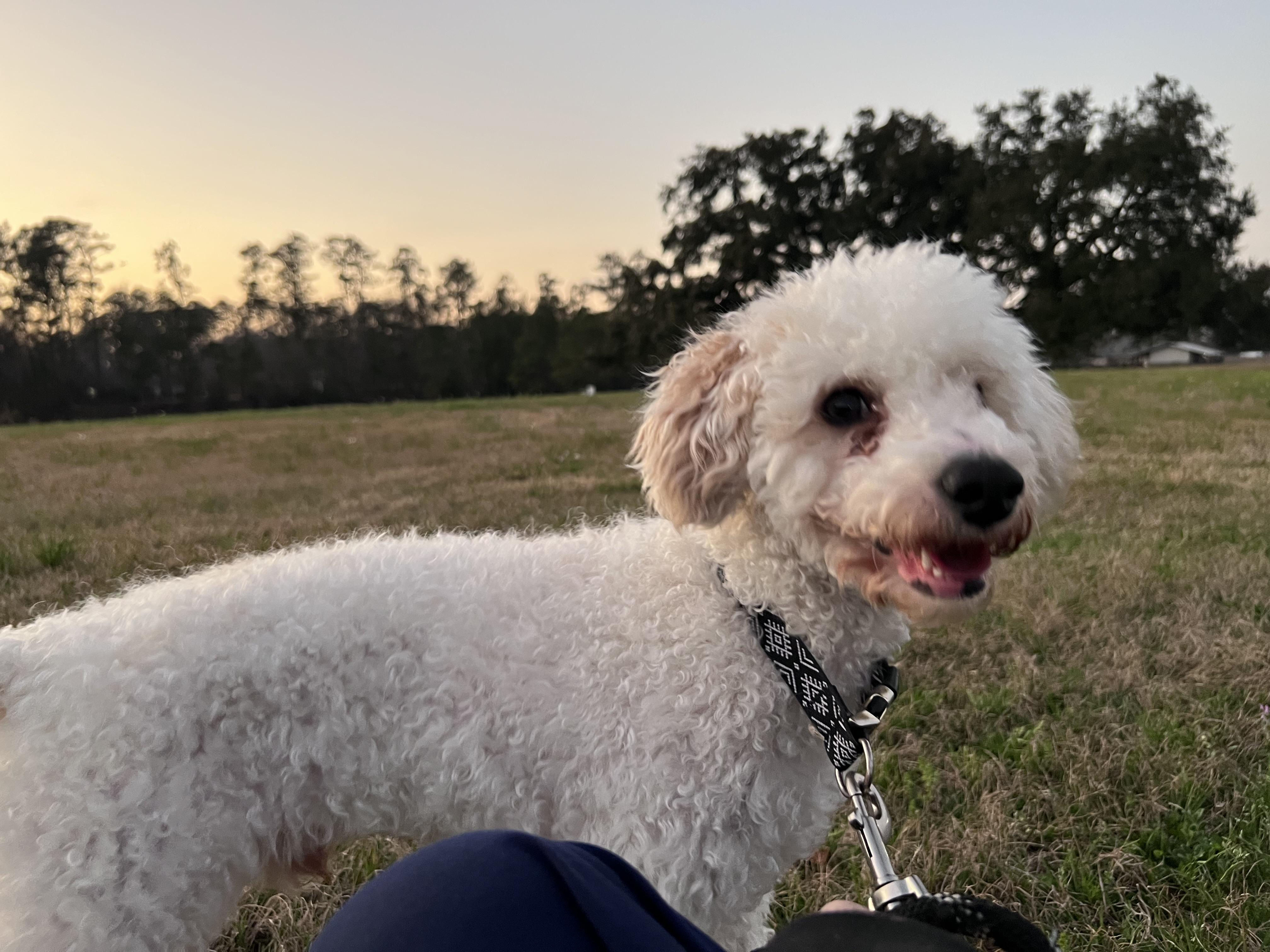 Dog for adoption - Buster Moon, a Poodle (Toy) in Baker, LA | Petfinder