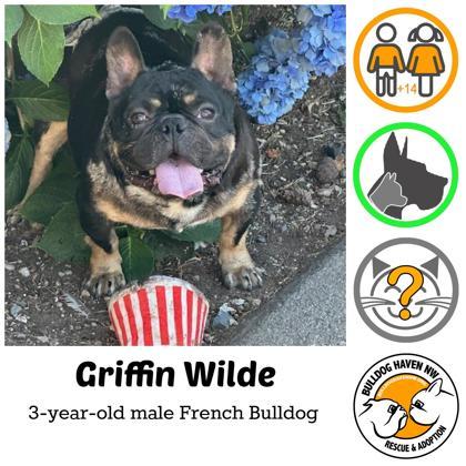 Dog for adoption - GRIFFIN SNORTLE - pending, a French Bulldog in ...
