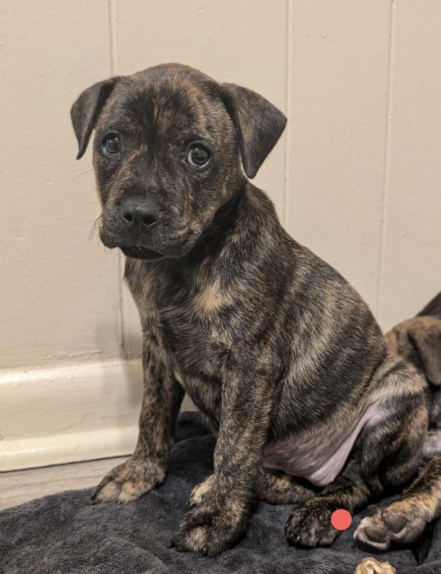 Dog for adoption - Strawberry, an American Staffordshire Terrier ...