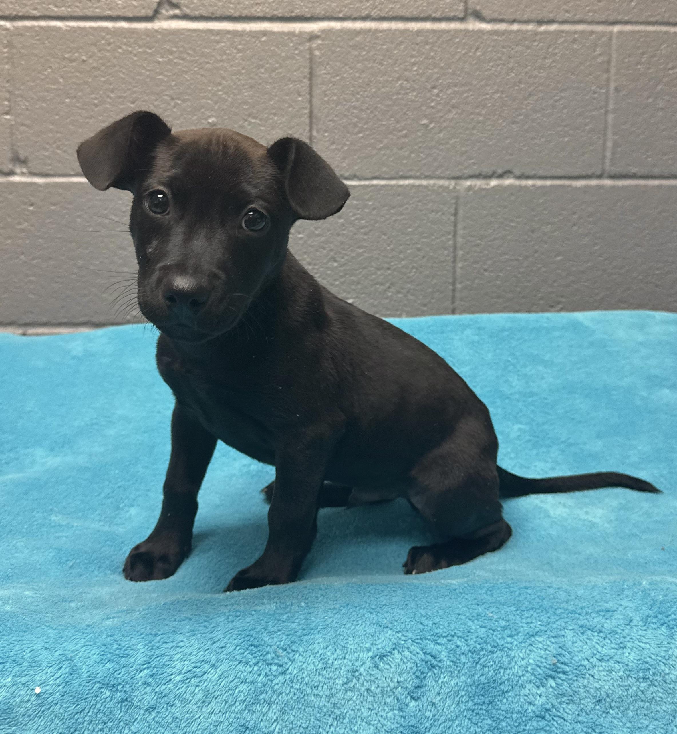 Dog for adoption - Baby Bryan, a Black Labrador Retriever Mix in White ...