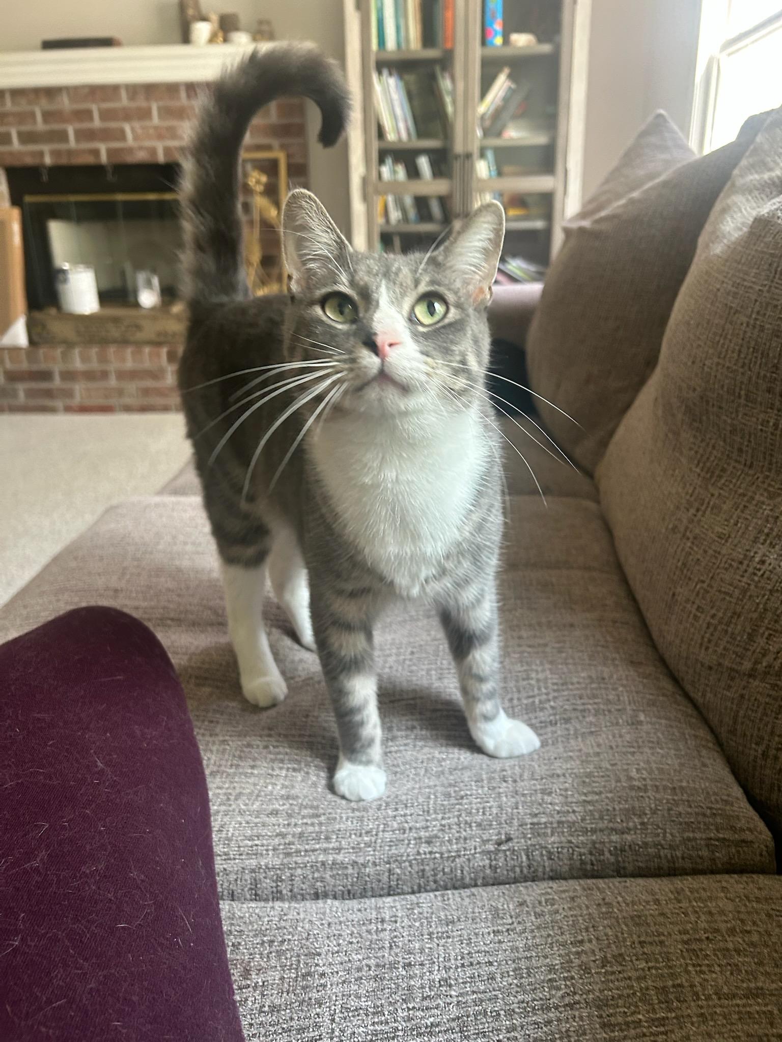 Cat for adoption - Clint Eastwood, a Domestic Short Hair in Mission, KS ...