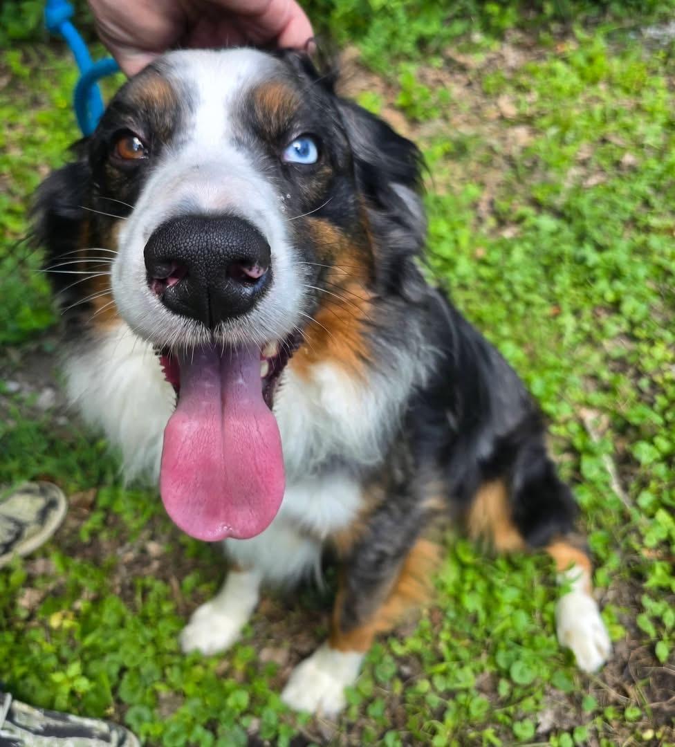 Bluey - Adoptable Pet | Petfinder | Petfinder