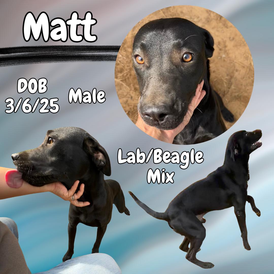 Dog for adoption - Matt, a Labrador Retriever & Beagle Mix in Atlanta ...