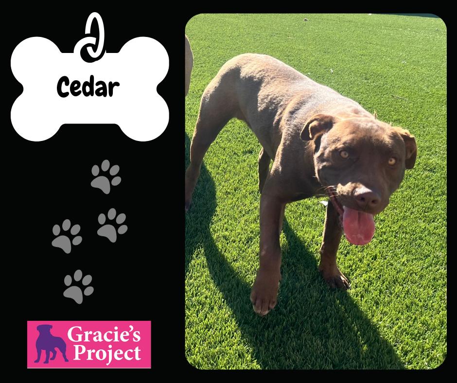 Dog for adoption - Cedar, a Labrador Retriever Mix in Spokane, WA ...