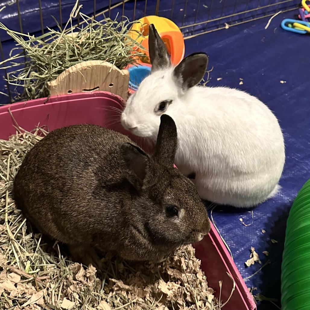 Rabbit for adoption - Sandy and Shelley, a Bunny Rabbit Mix in Rock ...