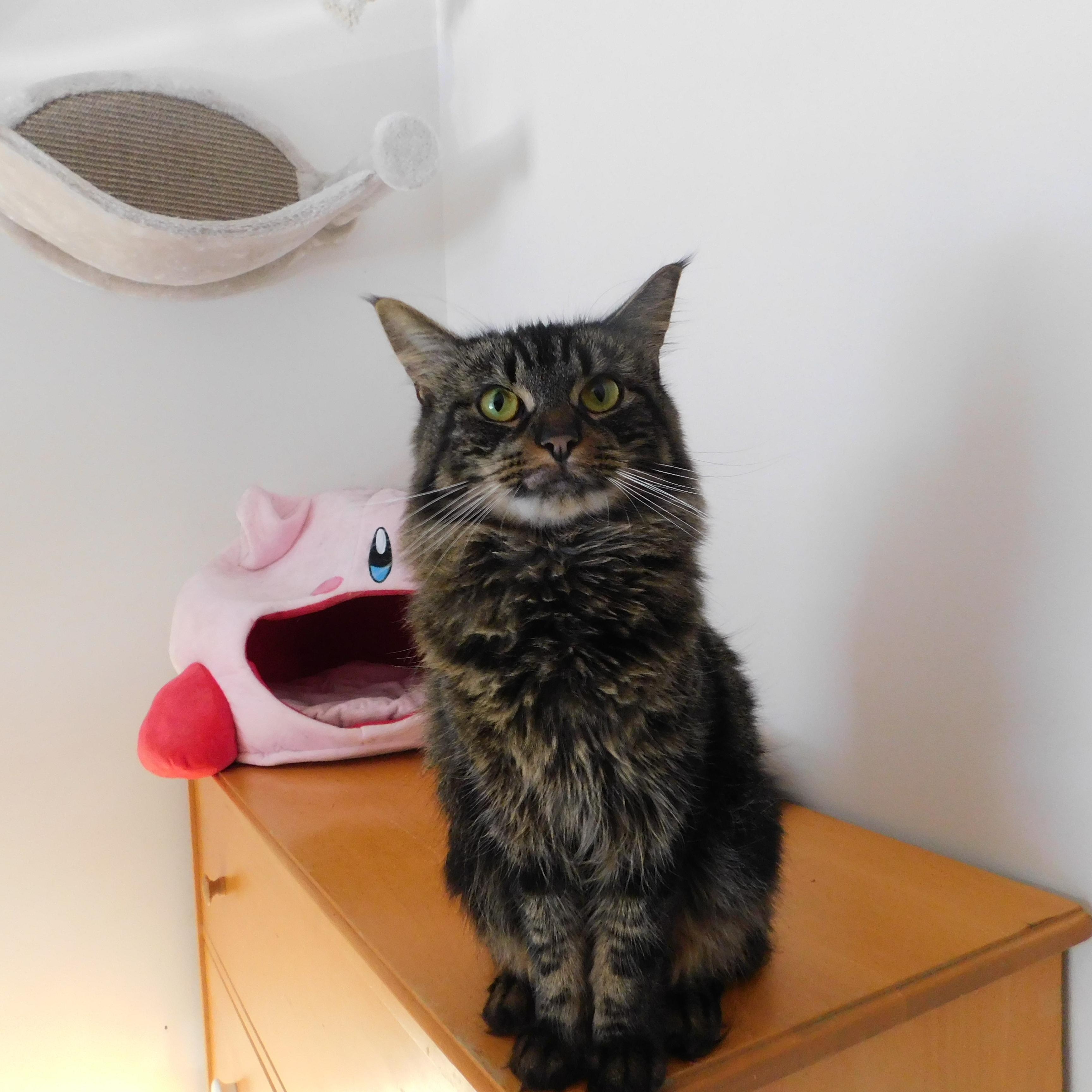 Cat for adoption - Betty, a Maine Coon Mix in Bowdoin, ME | Petfinder