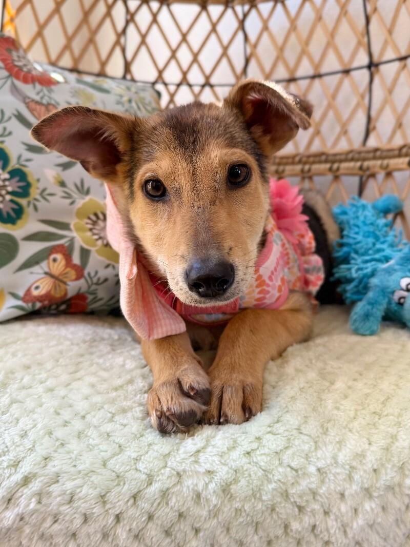 Dog for adoption - Kalla Love, a German Shepherd Dog & Husky Mix in ...