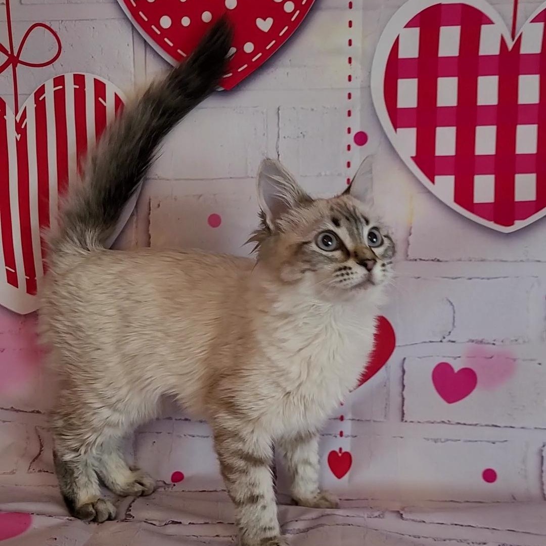 Cat for adoption - CUPCAKE, a Siamese & Ragamuffin Mix in Escalon, CA ...