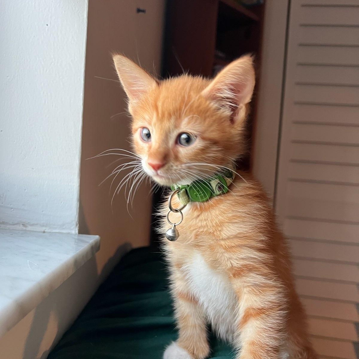 Cat for adoption - Oscar & Murphy BONDED, a Domestic Short Hair Mix in ...