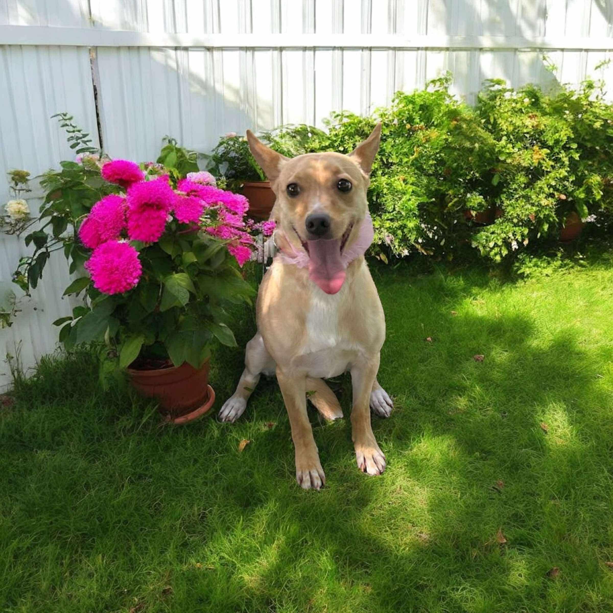 Dog for adoption - Gumdrop, a Dachshund Mix in Fort Worth, TX | Petfinder