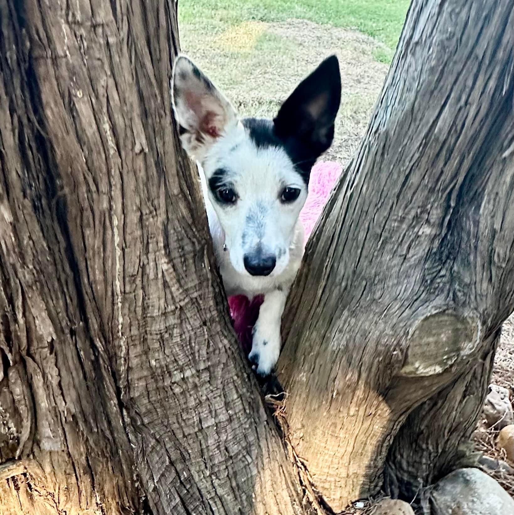 Dog for adoption - Penelope, a Dachshund & Rat Terrier Mix in Rockwall ...