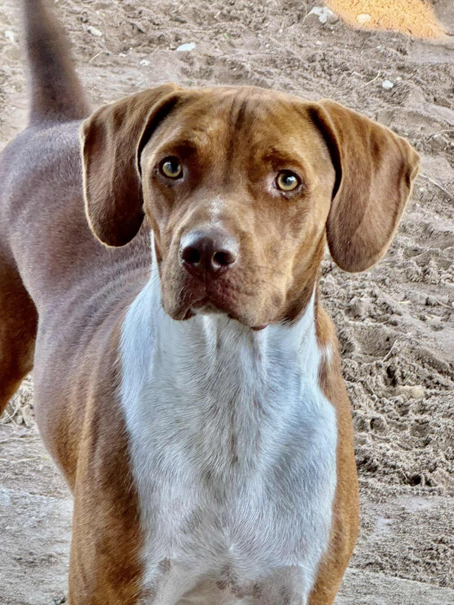 Dog for adoption - Tux, a Labrador Retriever & Beagle Mix in Portland ...