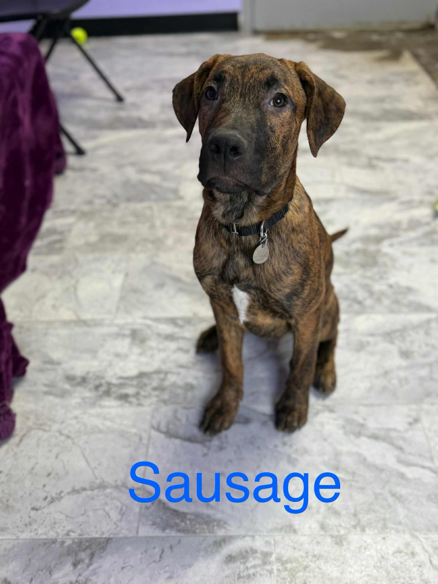 Dog for adoption - Sausage, a Mixed Breed in Altoona, PA | Petfinder