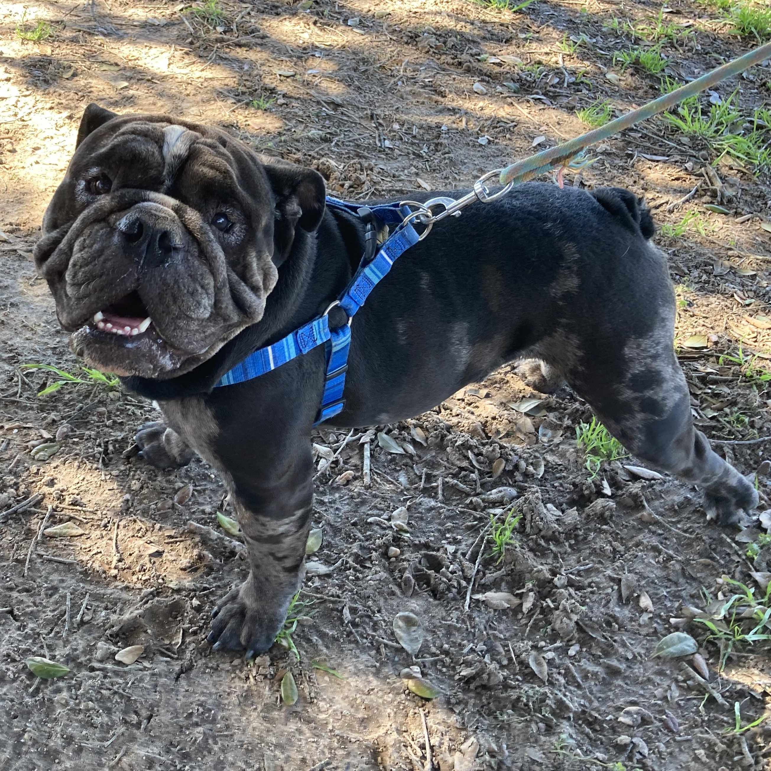 Dog for adoption - Roscoe, a Bulldog in Albany, NY | Petfinder