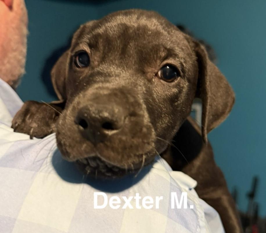 Dog for adoption - Dexter, a Labrador Retriever Mix in Parma, OH | Petfinder