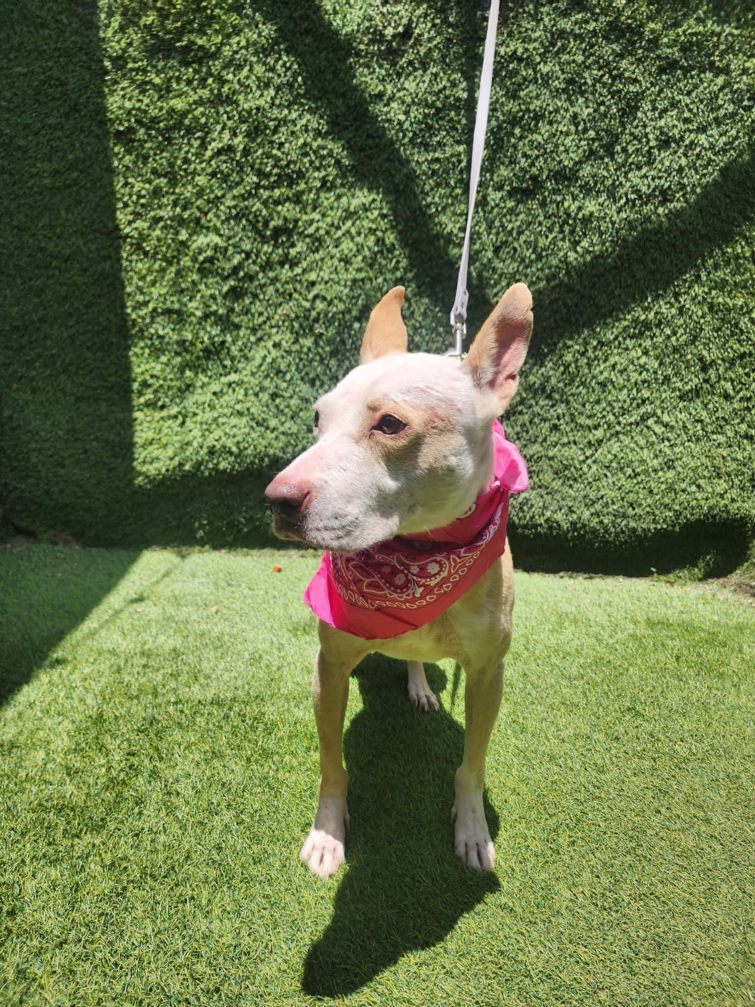 Dog for adoption - Roxy, an American Staffordshire Terrier Mix in ...