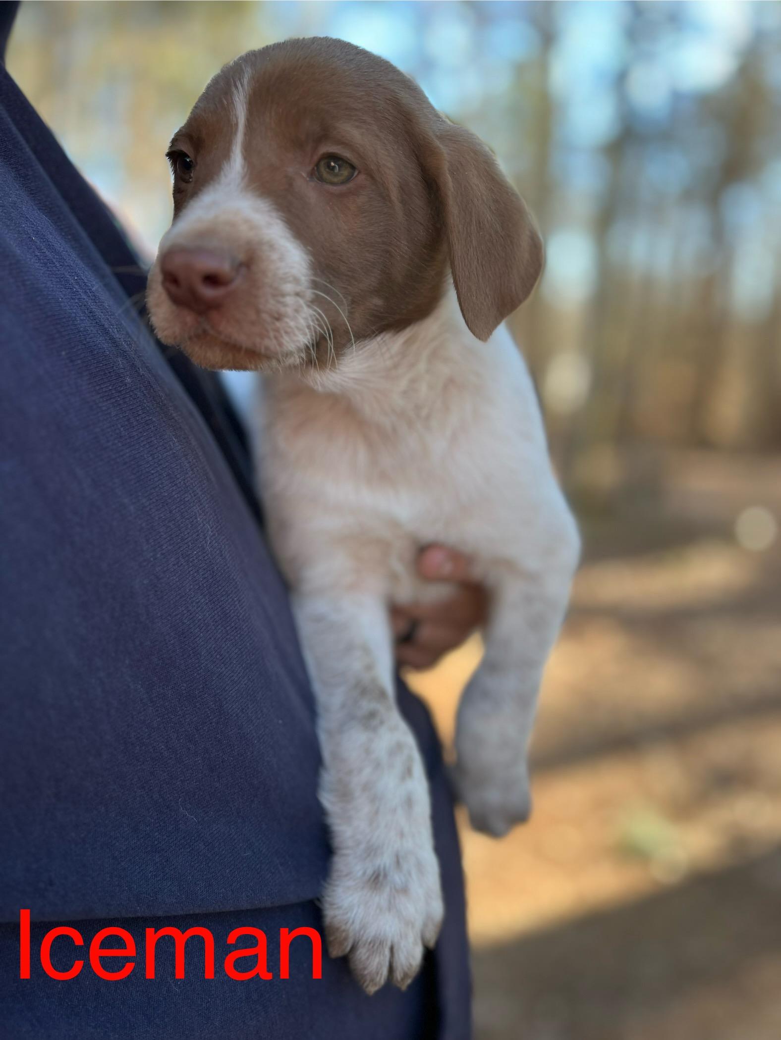 Dog for adoption - Iceman, a German Shorthaired Pointer Mix in Rock ...