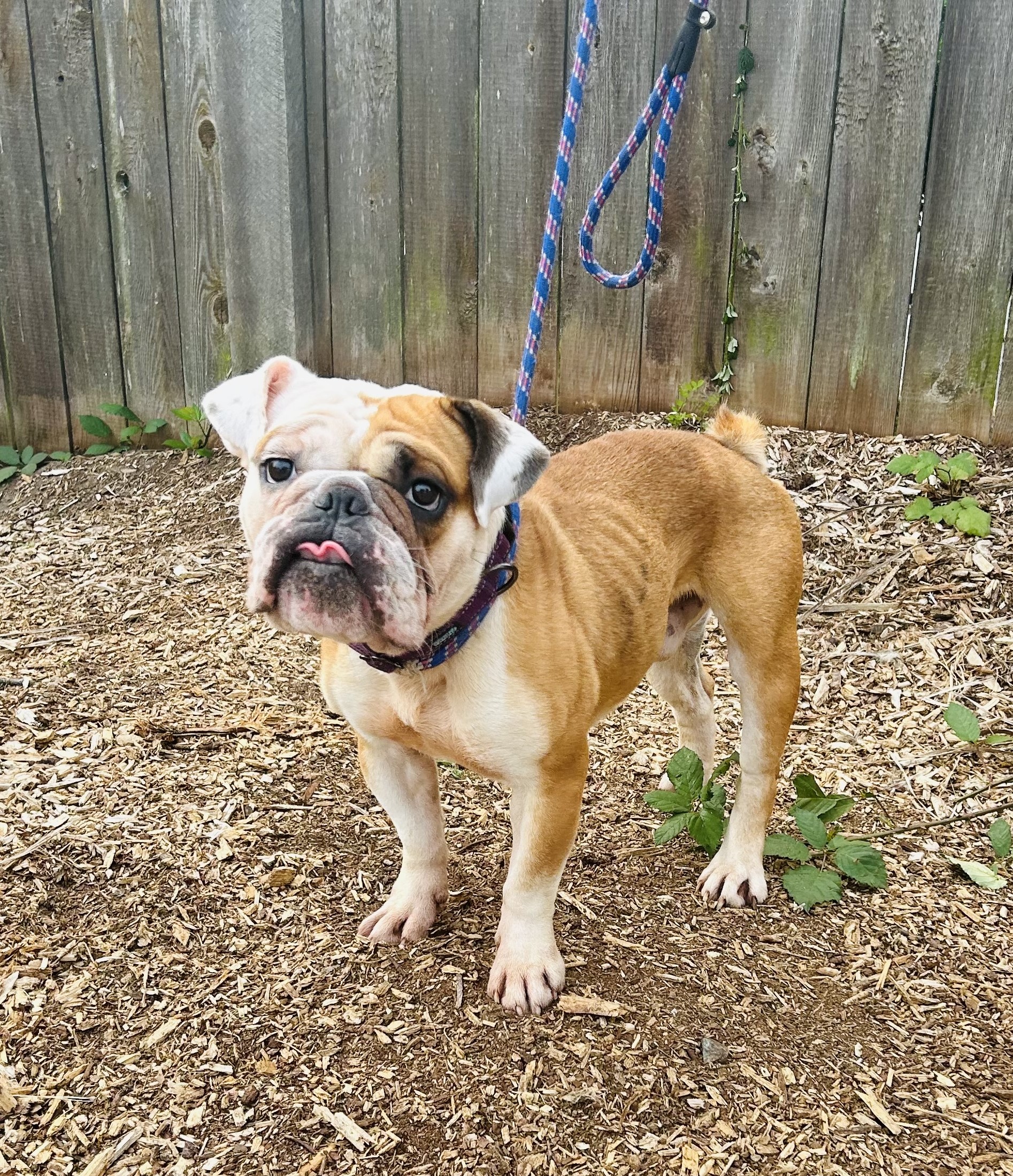 Dog for adoption - Archie, an English Bulldog & Bulldog Mix in lynnwood ...